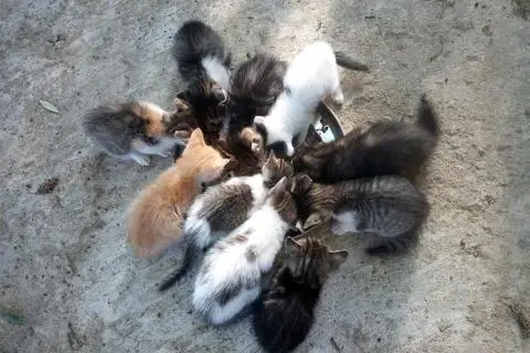 Bingen: Neue Katzenschutzverordnung tritt ab 1. September 2026 in Kraft