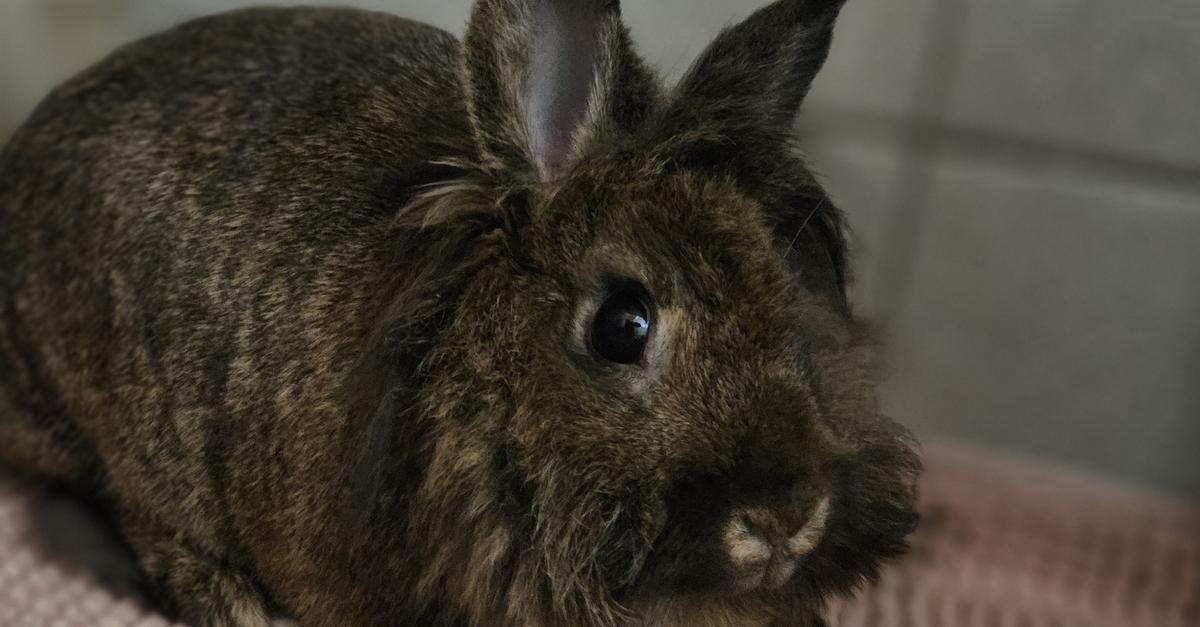 Zuhause gesucht: Kaninchen Ginny ist das Tier der Woche in Mainz