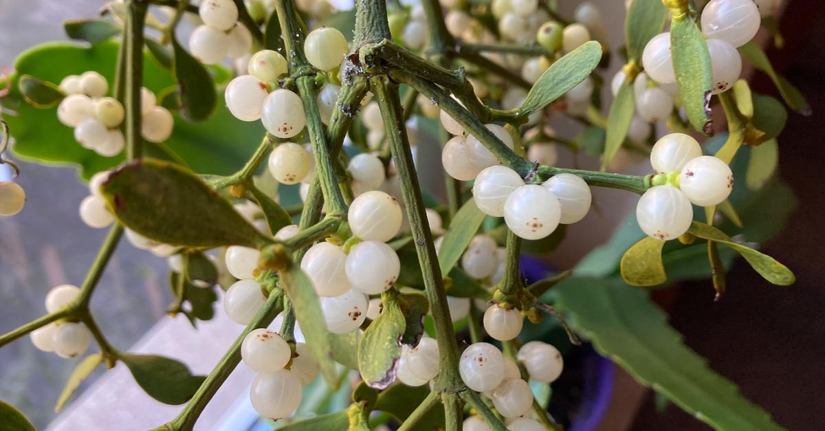 Crucenia und die Mistelzweig-Mania: Küssen, Glück und Zauber