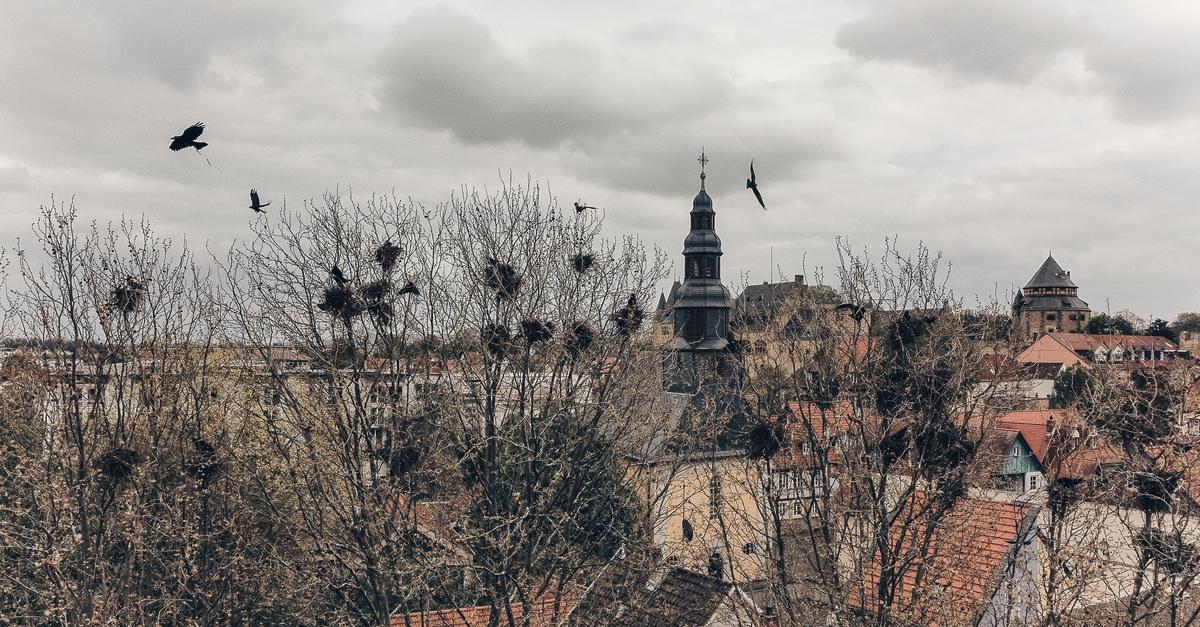 Kot und Gekrächze: Warum Alzey den Krähen ausgeliefert ist