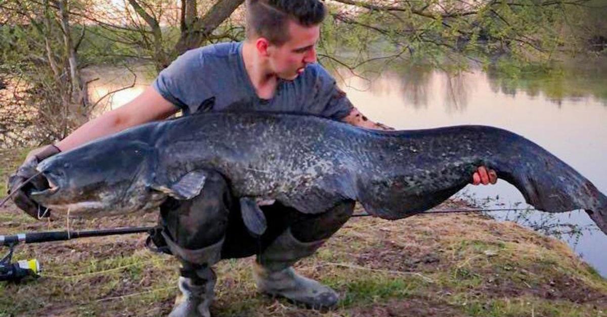 Kreuznacher holt Riesenwels aus der Nahe