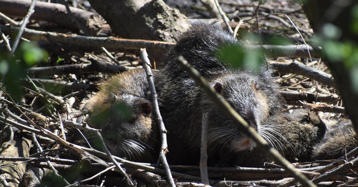 Nilgans und Nutria als tierische Einwanderer in Kreuznach