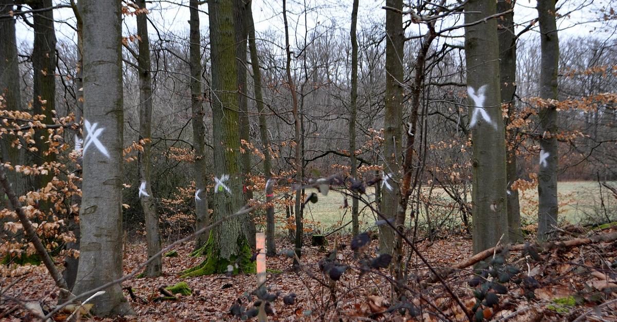 Soll im Industriegebiet Pferdsfeld ein Eichenwald gerodet werden?