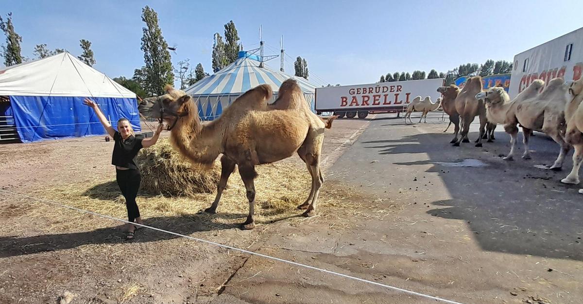 Zirkus Barelli muss in Bad Kreuznach umziehen