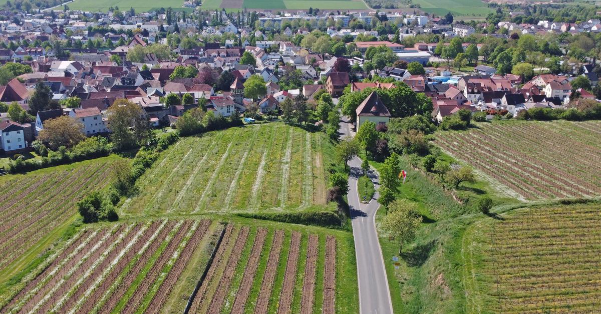 Bauernkrieg im Süden Rheinhessens: Vorläufer der Demokratie