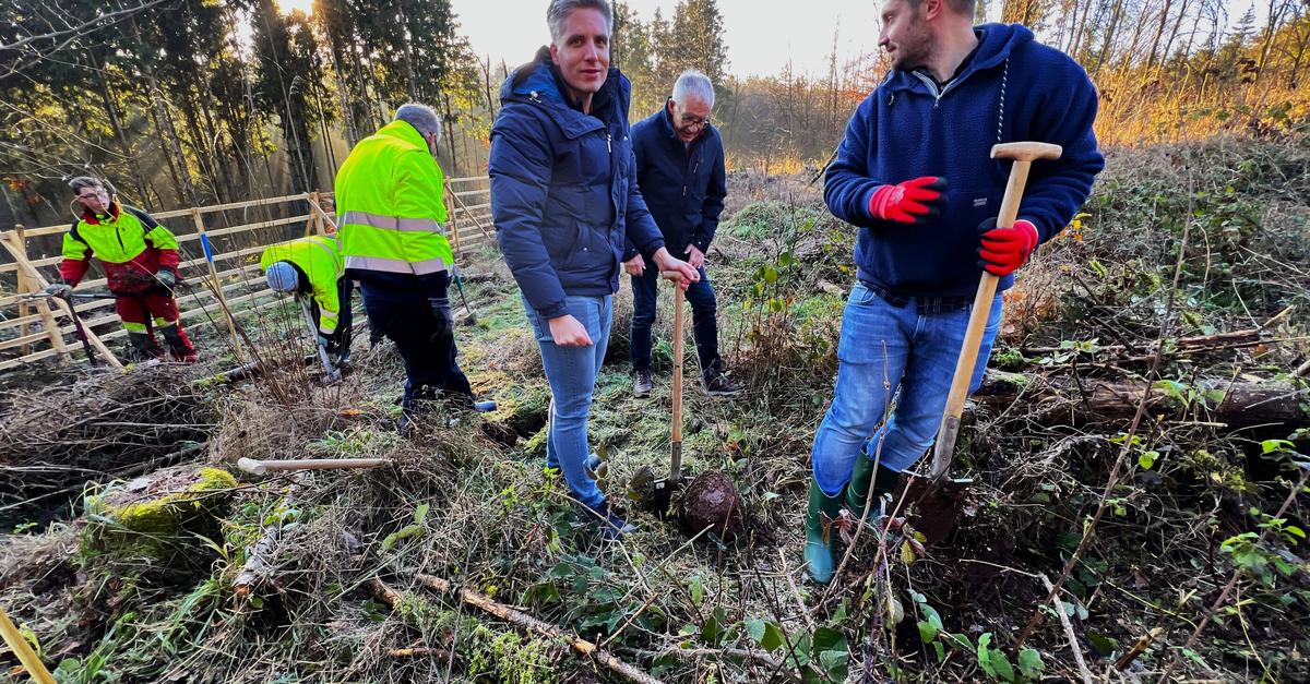 Musashi-Mitarbeiter pflanzen 358 Eichen im Bockenauer Wald