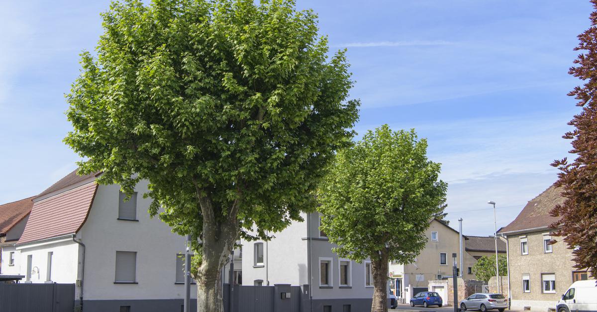 Mainz-Neustadt: Bis 2030 sollen mindestens hundert neue Bäume gepflanzt ...