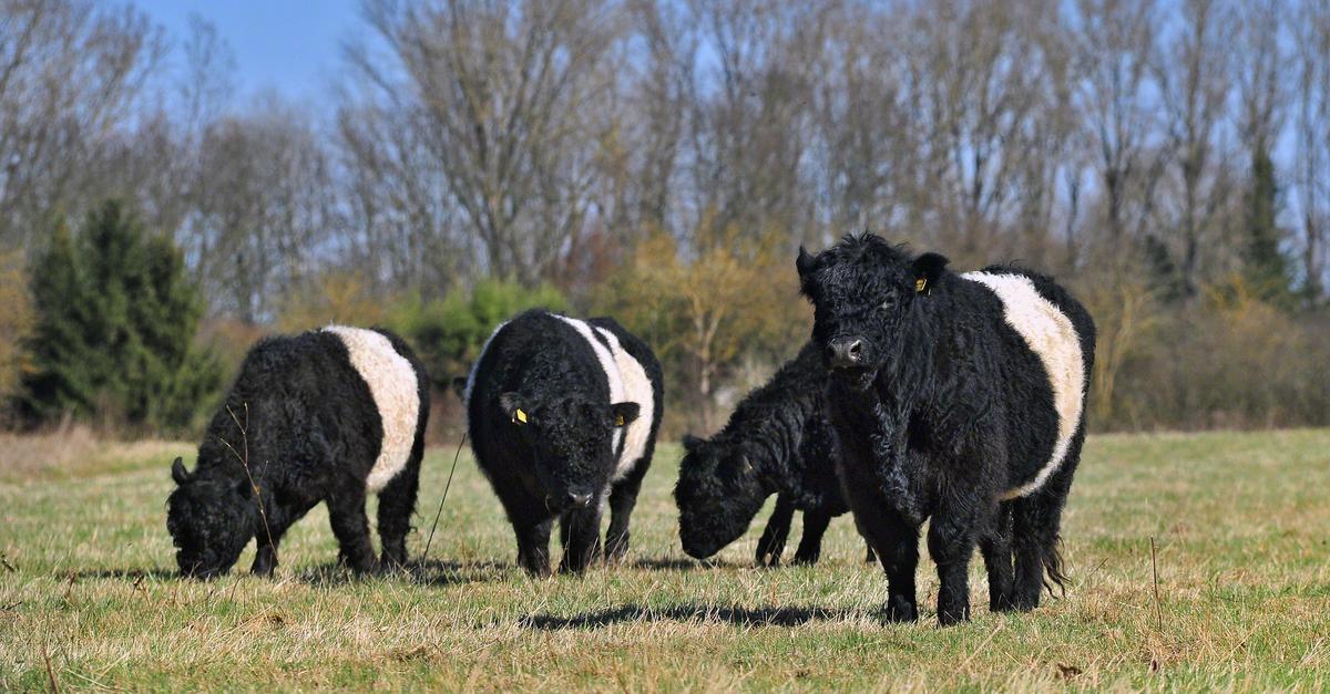 Halboffene Weidelandschaft: Galloway-Rinder weiden jetzt am Polder in ...