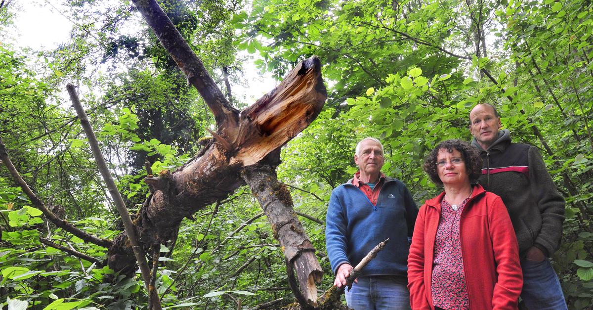 Zwist in Weiler: Wie wird der Wald fit für die Zukunft?