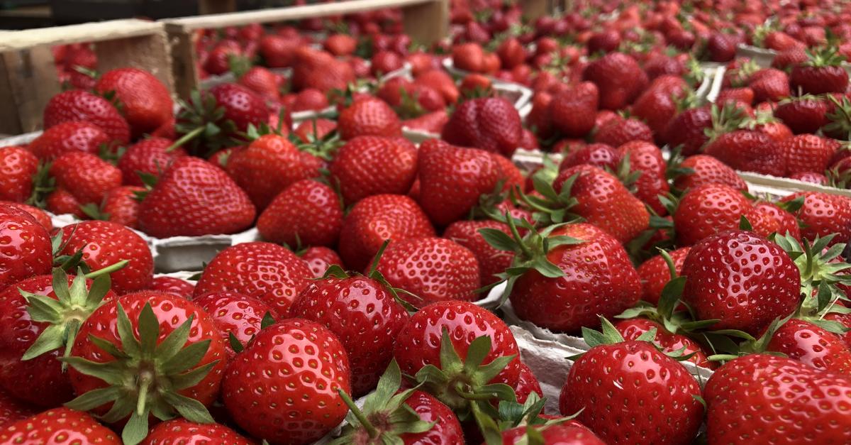 Schambes: Die ersten Erdbeeren des Jahres