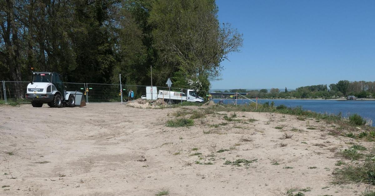 Mainzer Rheinufer: Hoffen auf Kräfte der Natur im Auengebiet