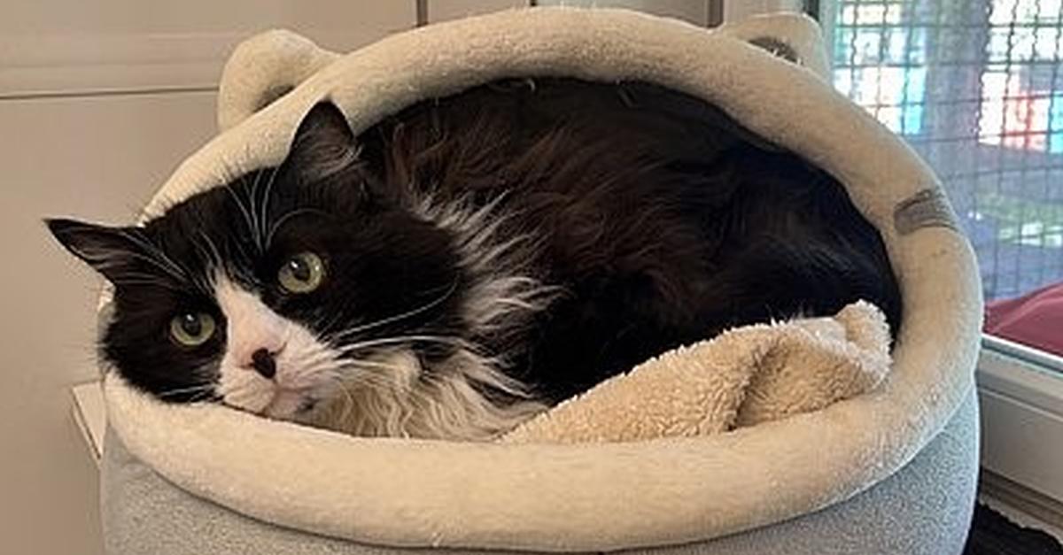 Neues Zuhause für Kater Zeus: Mainzer Tierheim sucht neuen Besitzer