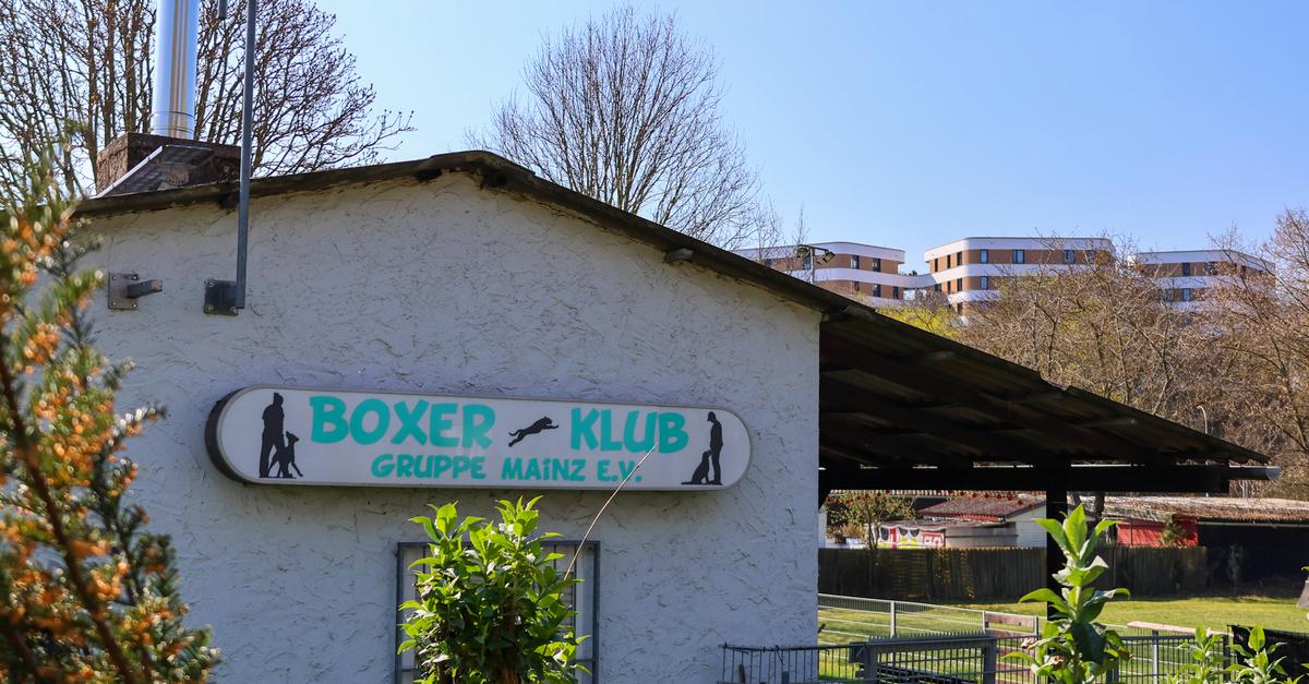 Die Stadt will dem Boxer-Klub Mainz bei der Suche nach ...