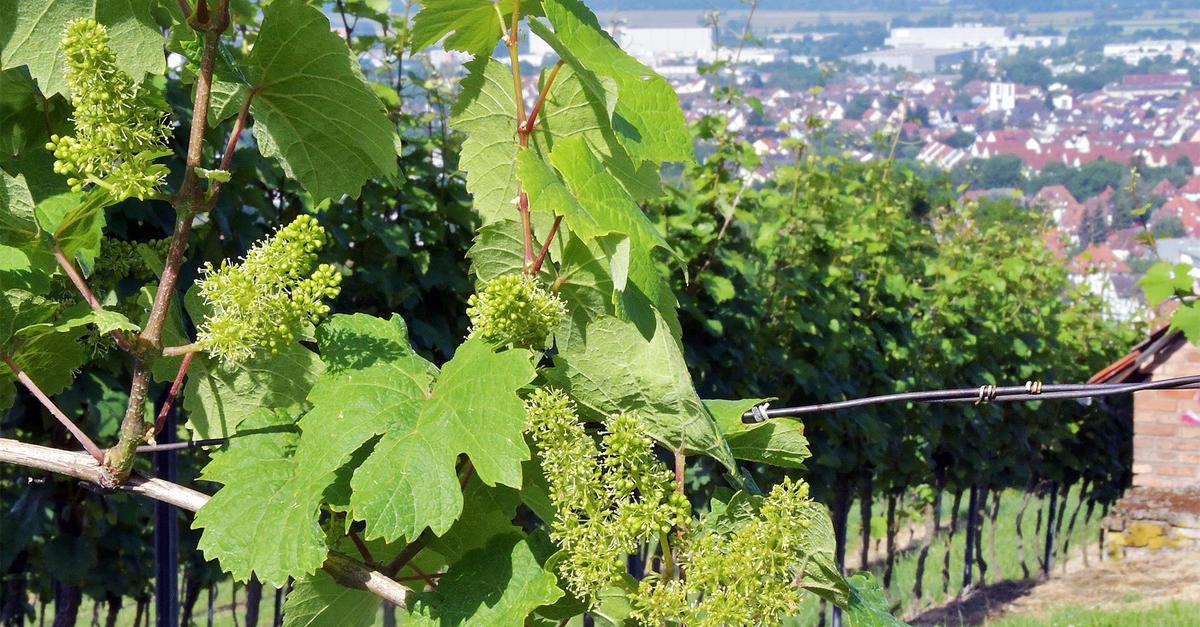 Beethoven, Mainz und der Rheingau-Riesling