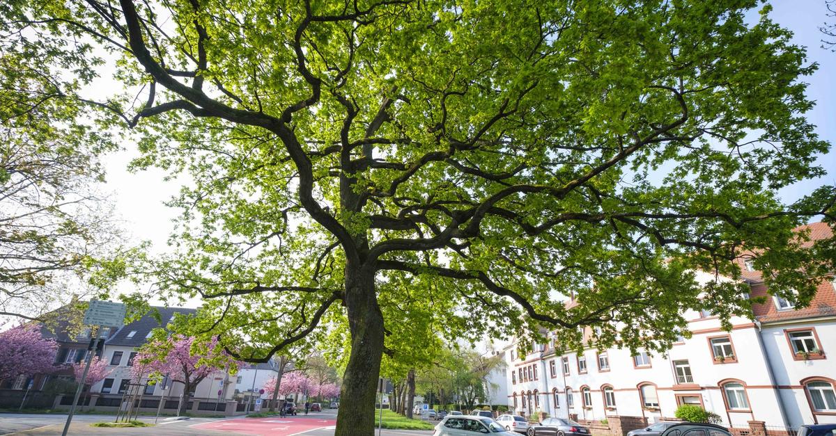 Schneereicher Winter – gesunde Mainzer Stadtbäume? Eine Analyse.