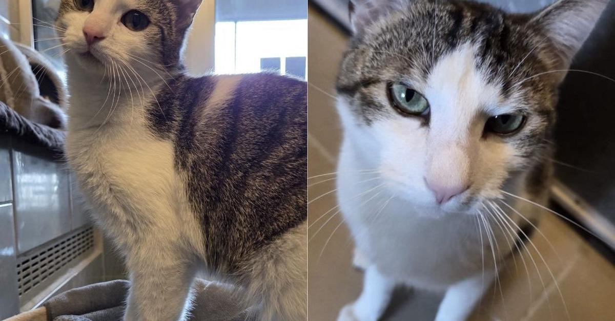 Tier der Woche in Mainz: Katzen-Duo Peter und Denise sucht ländliches ...
